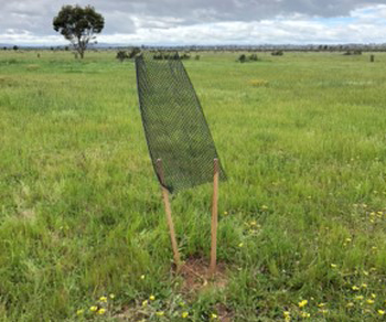 About - Regent Honeyeater Project