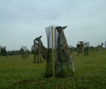 About - Regent Honeyeater Project